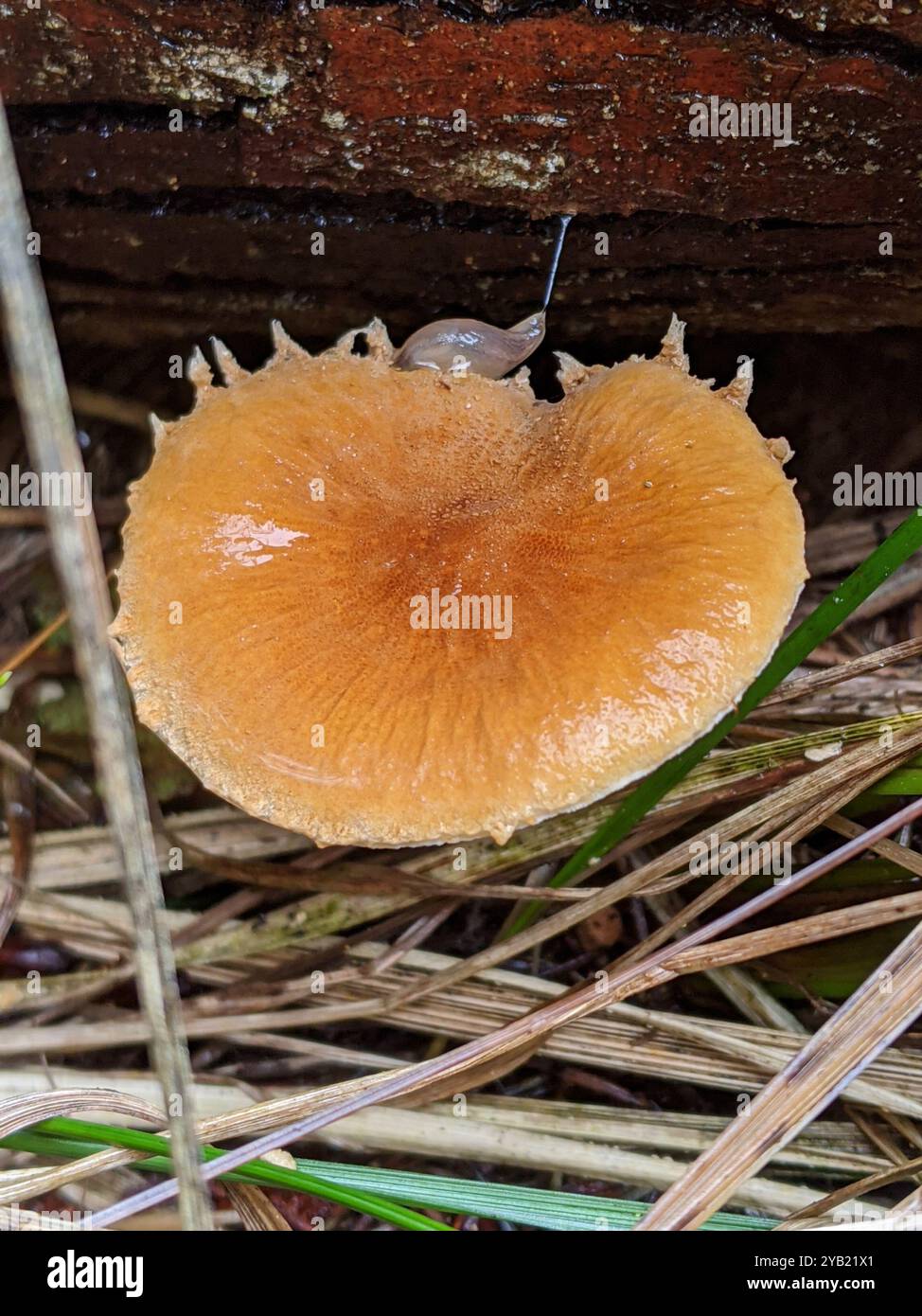 Powdercaps (Cystoderma) Fungi Stock Photo - Alamy