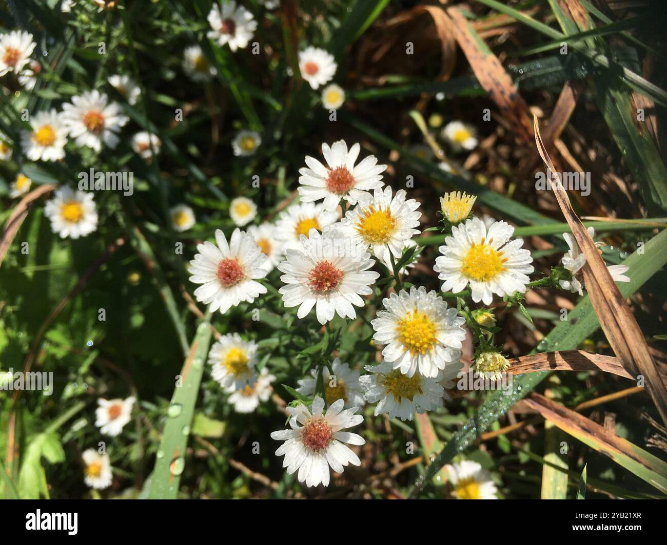 white heath aster (Symphyotrichum ericoides) Plantae Stock Photo - Alamy