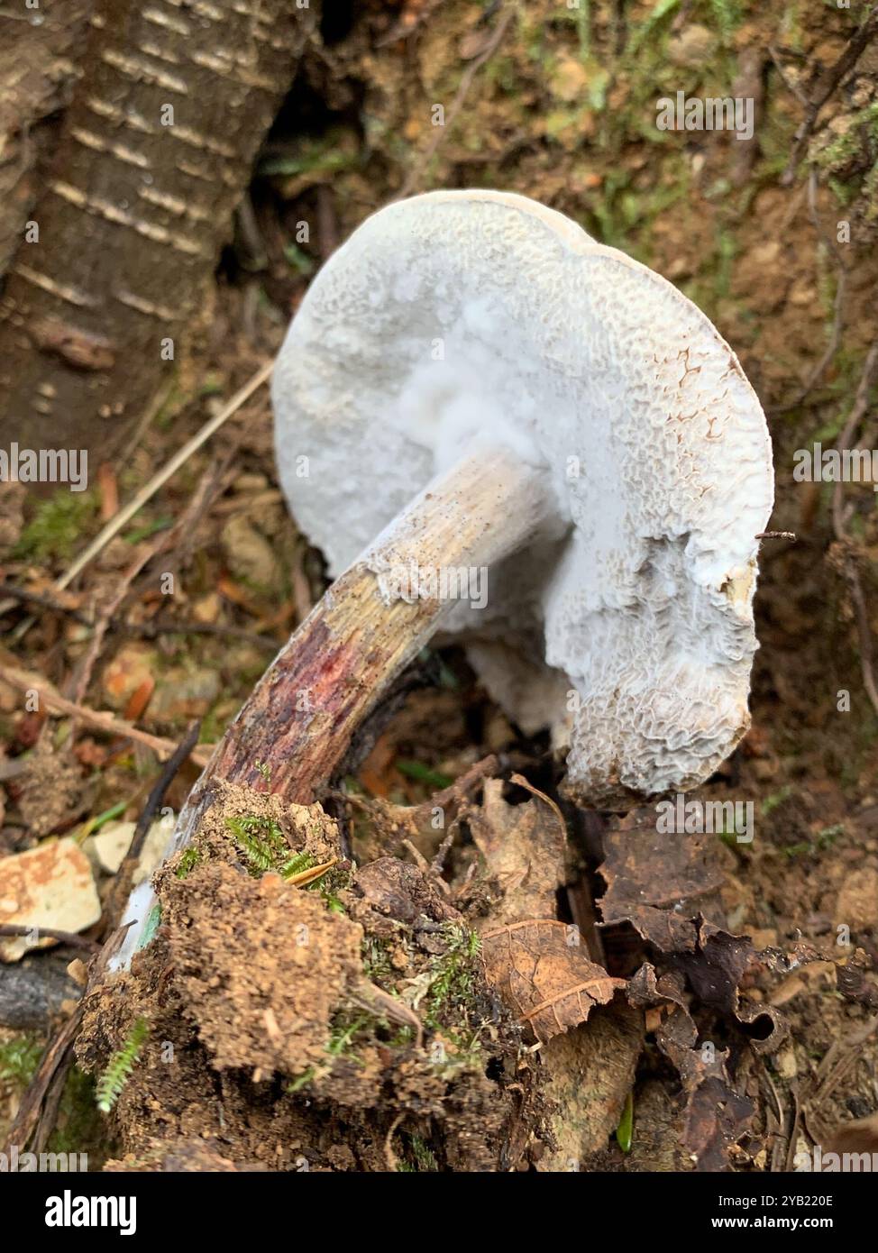 (Hypomyces microspermus) Fungi Stock Photo - Alamy