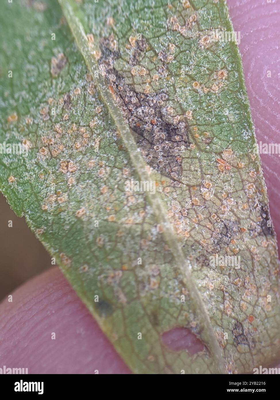 rust fungi (Pucciniales) Fungi Stock Photo - Alamy