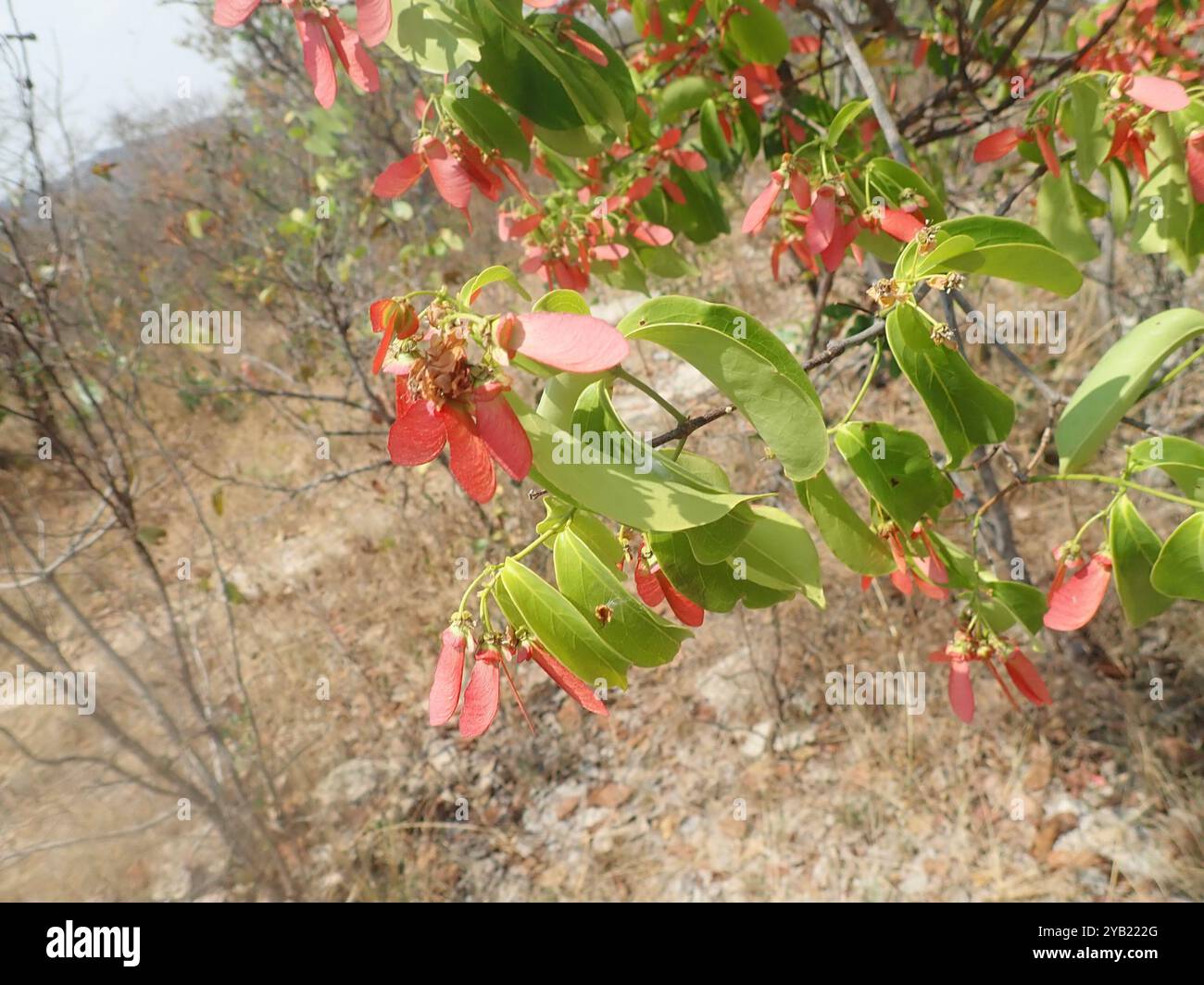 (Diplopterys pubipetala) Plantae Stock Photo - Alamy
