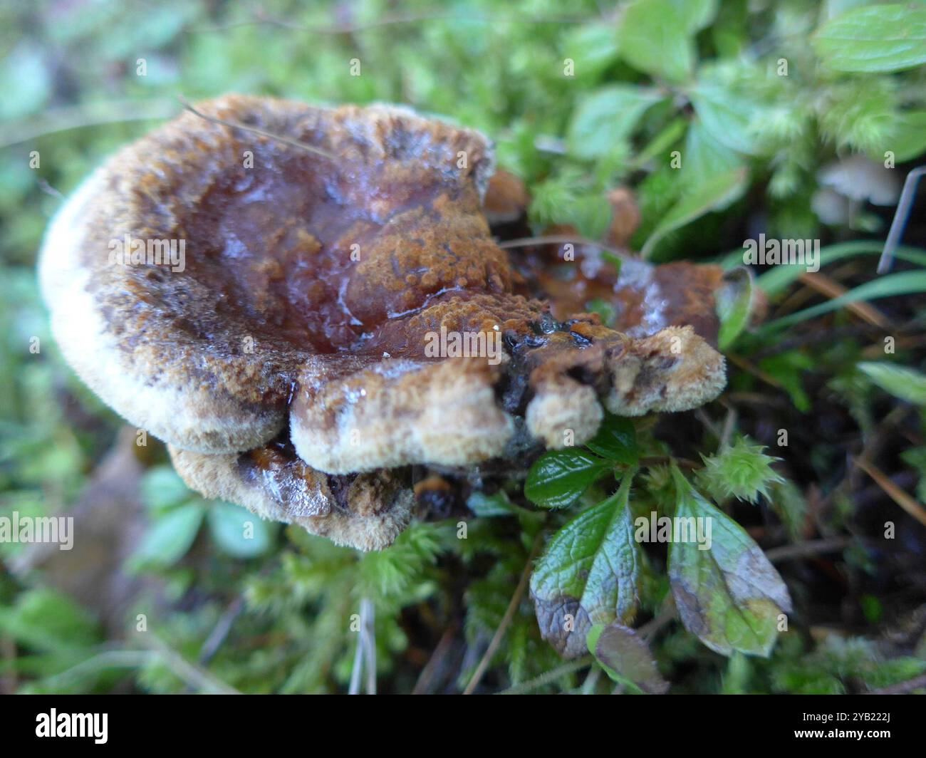 Dyer's Polypore (Phaeolus schweinitzii) Fungi Stock Photo - Alamy