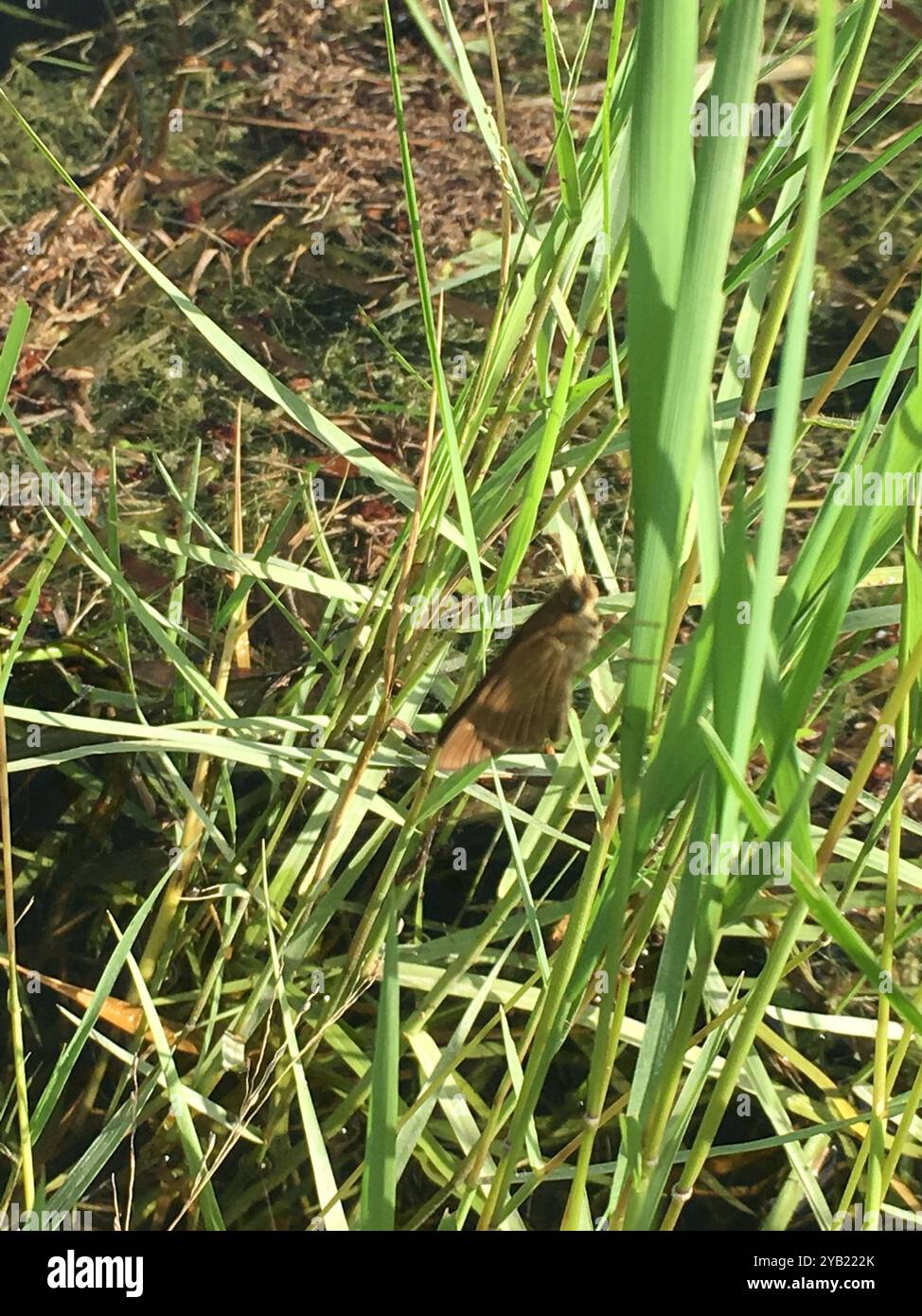 Ocola Skipper (Panoquina ocola) Insecta Stock Photo - Alamy