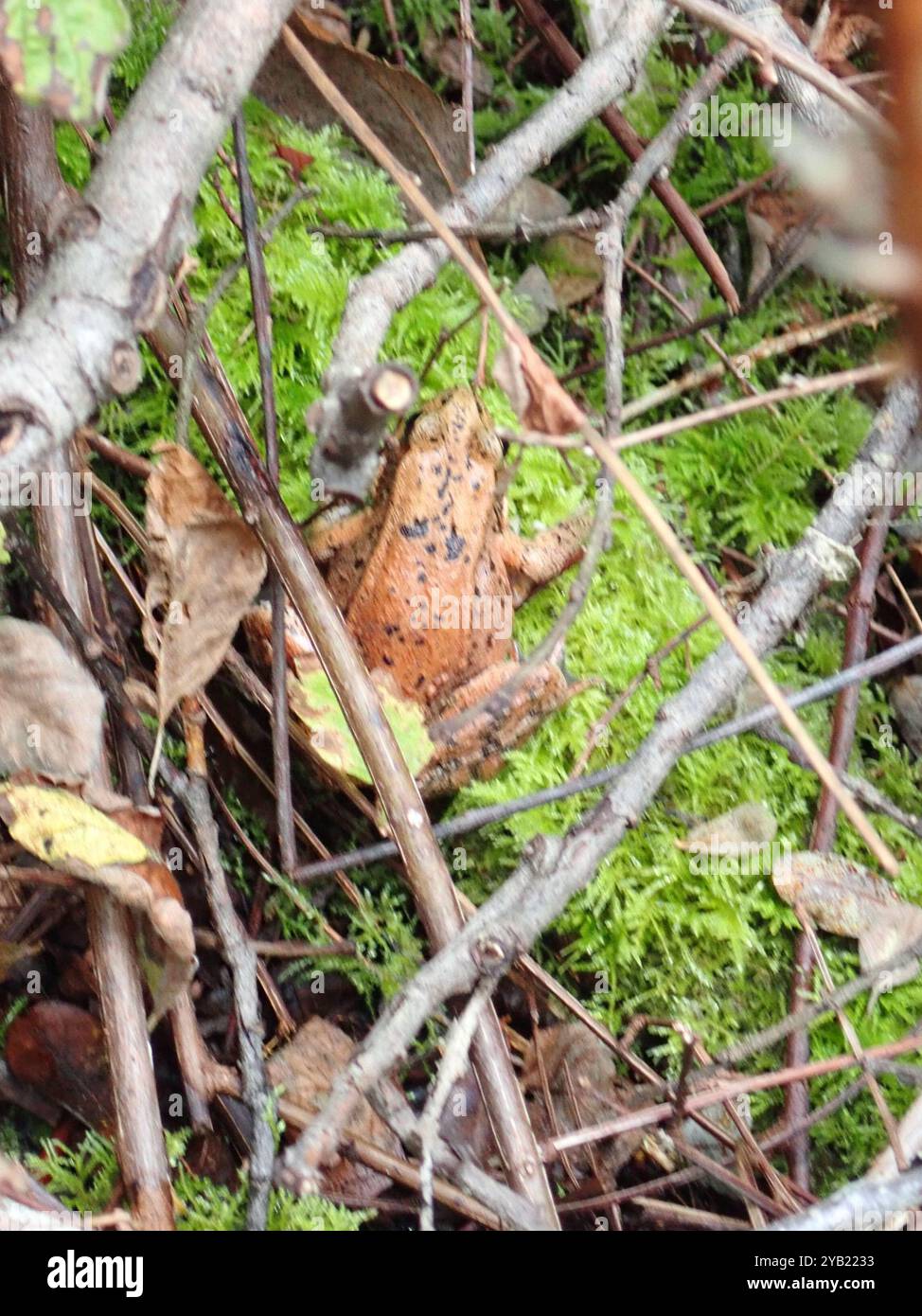 Northern Red-legged Frog (Rana aurora) Amphibia Stock Photo - Alamy
