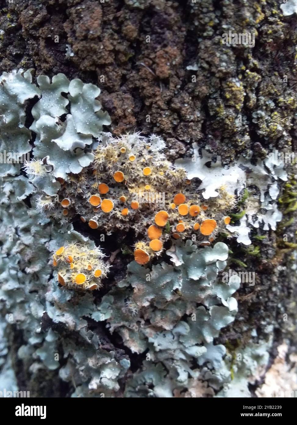 Golden-eye Lichen (Teloschistes chrysophthalmus) Fungi Stock Photo - Alamy