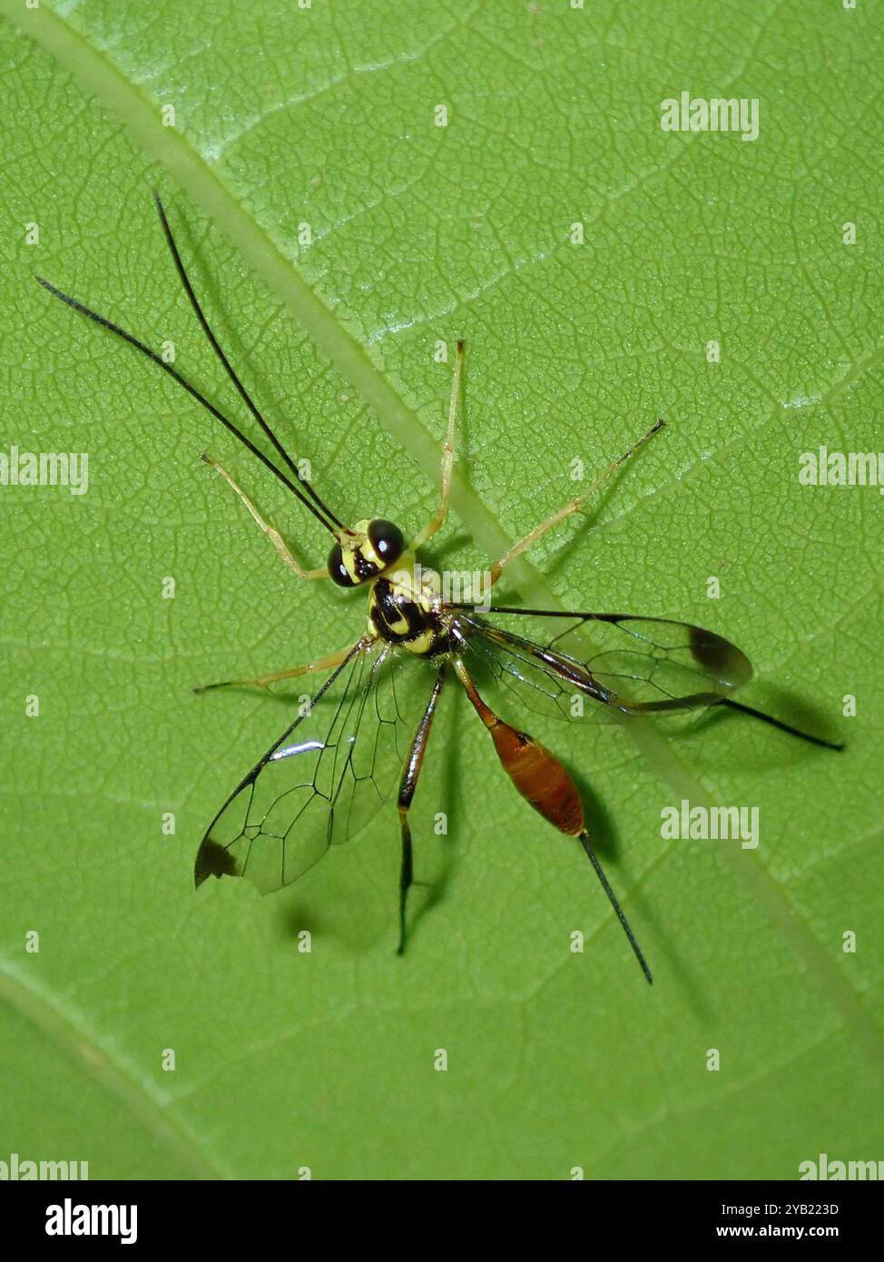 Ichneumonid Wasps (Ichneumonidae) Insecta Stock Photo - Alamy