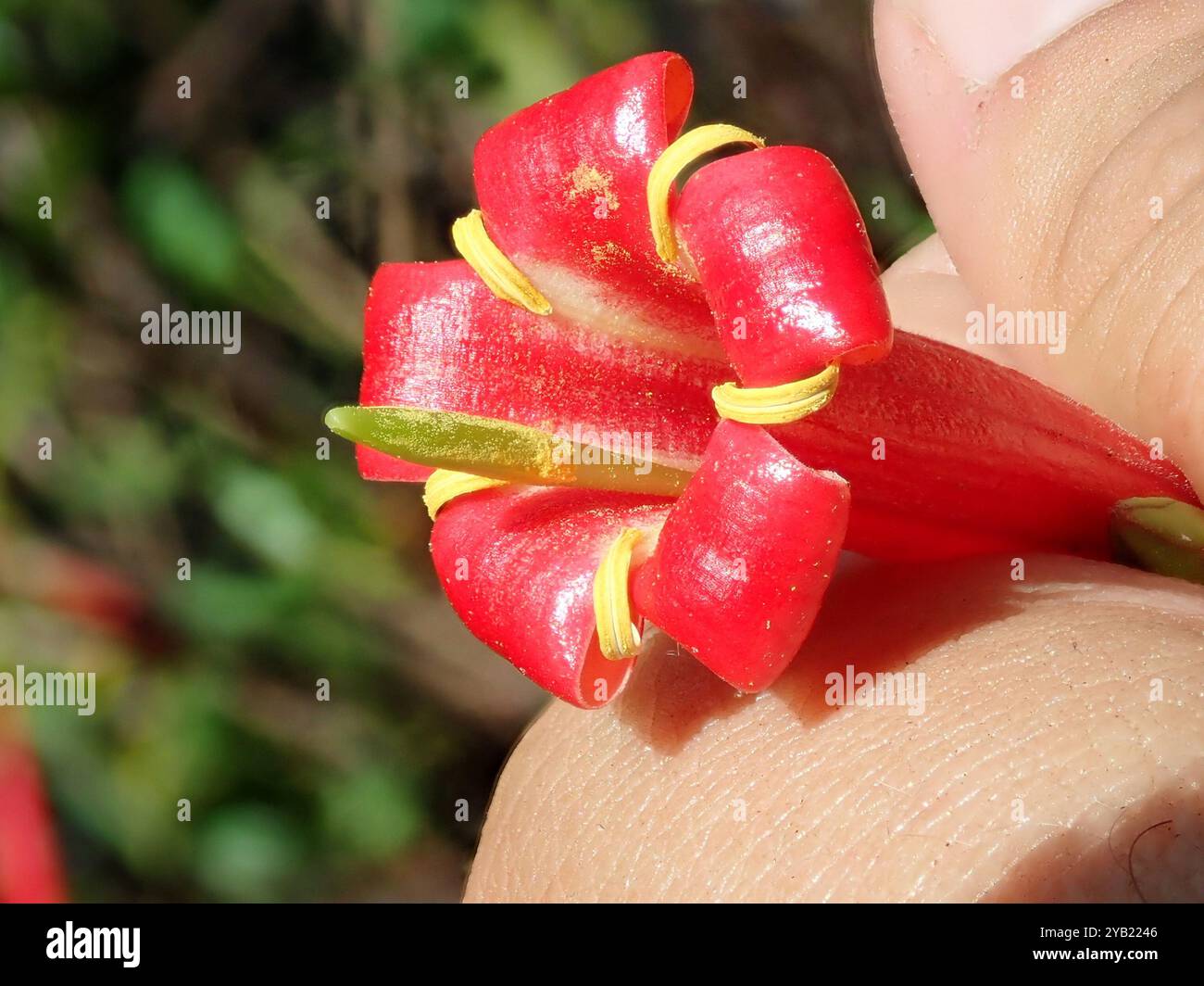 (Augusta longifolia) Plantae Stock Photo - Alamy