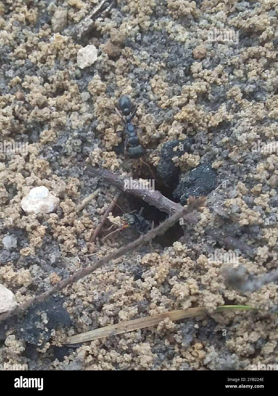 Jack jumper ant hi-res stock photography and images - Alamy