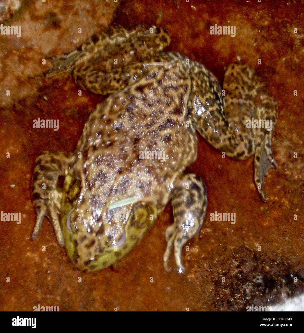 American Bullfrog (Lithobates catesbeianus) Amphibia Stock Photo - Alamy