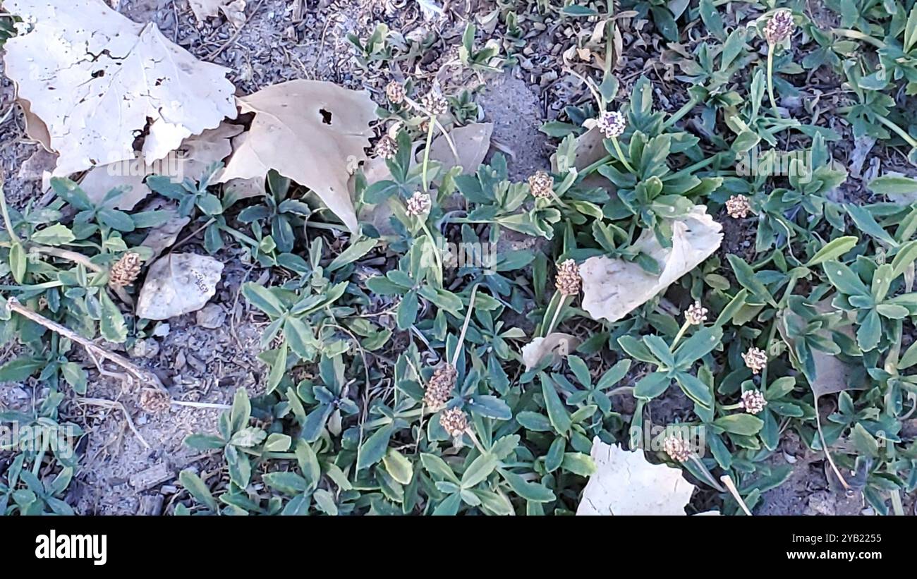 turkey tangle frogfruit (Phyla nodiflora) Plantae Stock Photo - Alamy