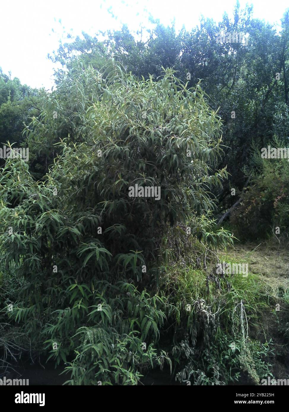 Sagewood (Buddleja salviifolia) Plantae Stock Photo - Alamy