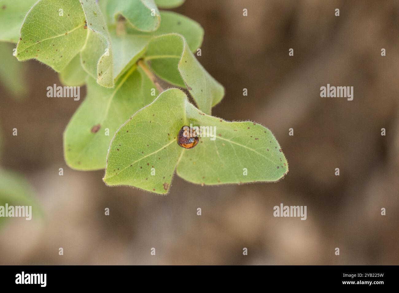Arizona honeysuckle (Lonicera arizonica) Plantae Stock Photo - Alamy