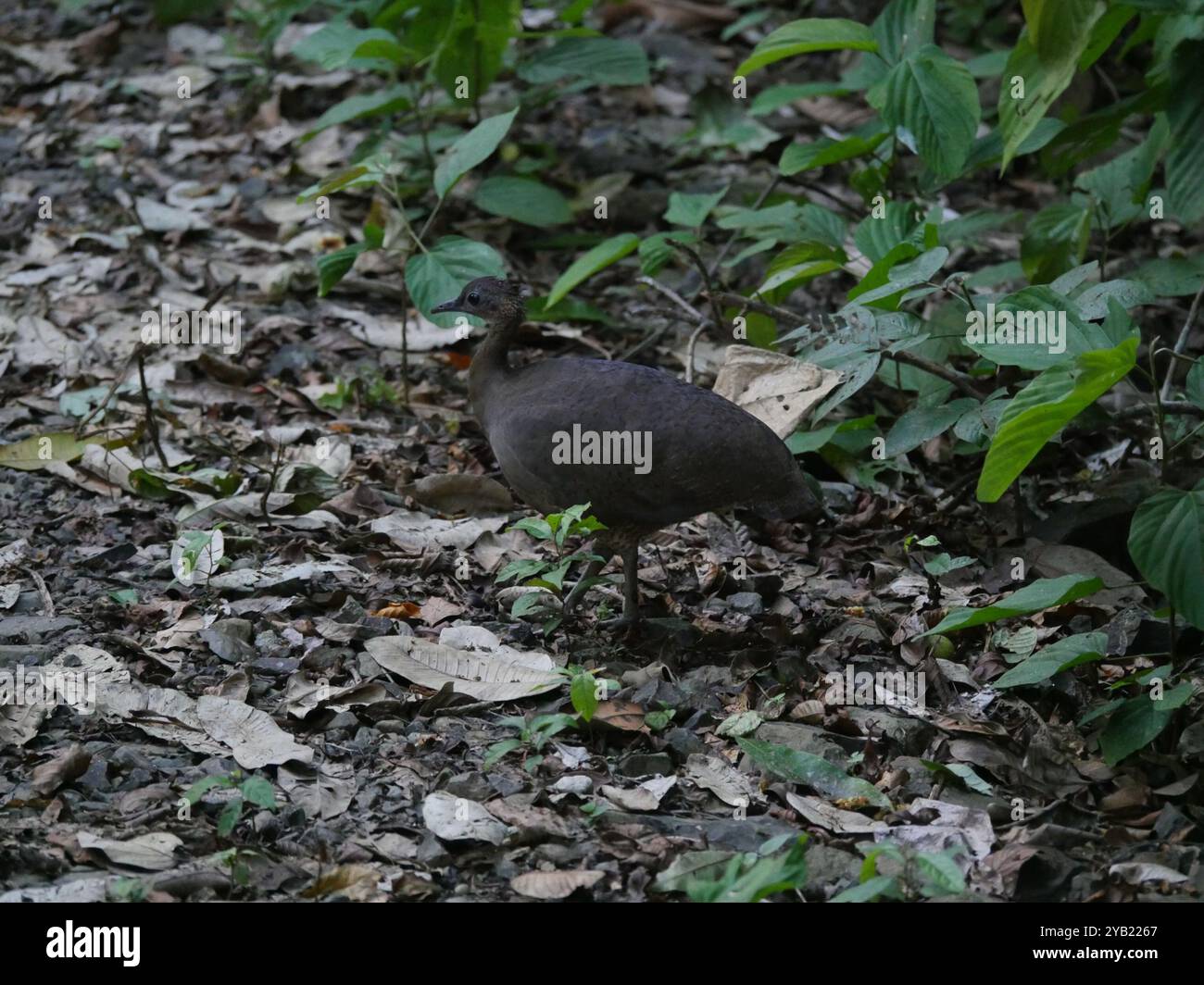 Great Tinamou (Tinamus major) Aves Stock Photo - Alamy