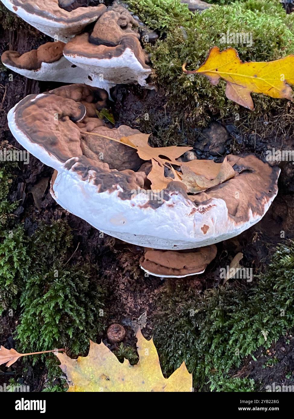 artist's bracket (Ganoderma applanatum) Fungi Stock Photo - Alamy