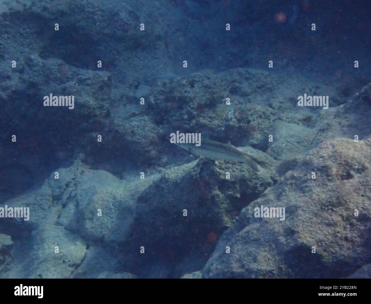 Striped Barracuda (Sphyraena pinguis) Actinopterygii Stock Photo - Alamy