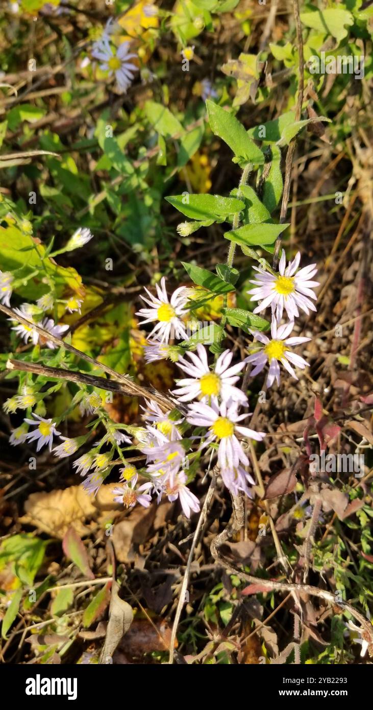 swamp aster (Symphyotrichum puniceum) Plantae Stock Photo - Alamy