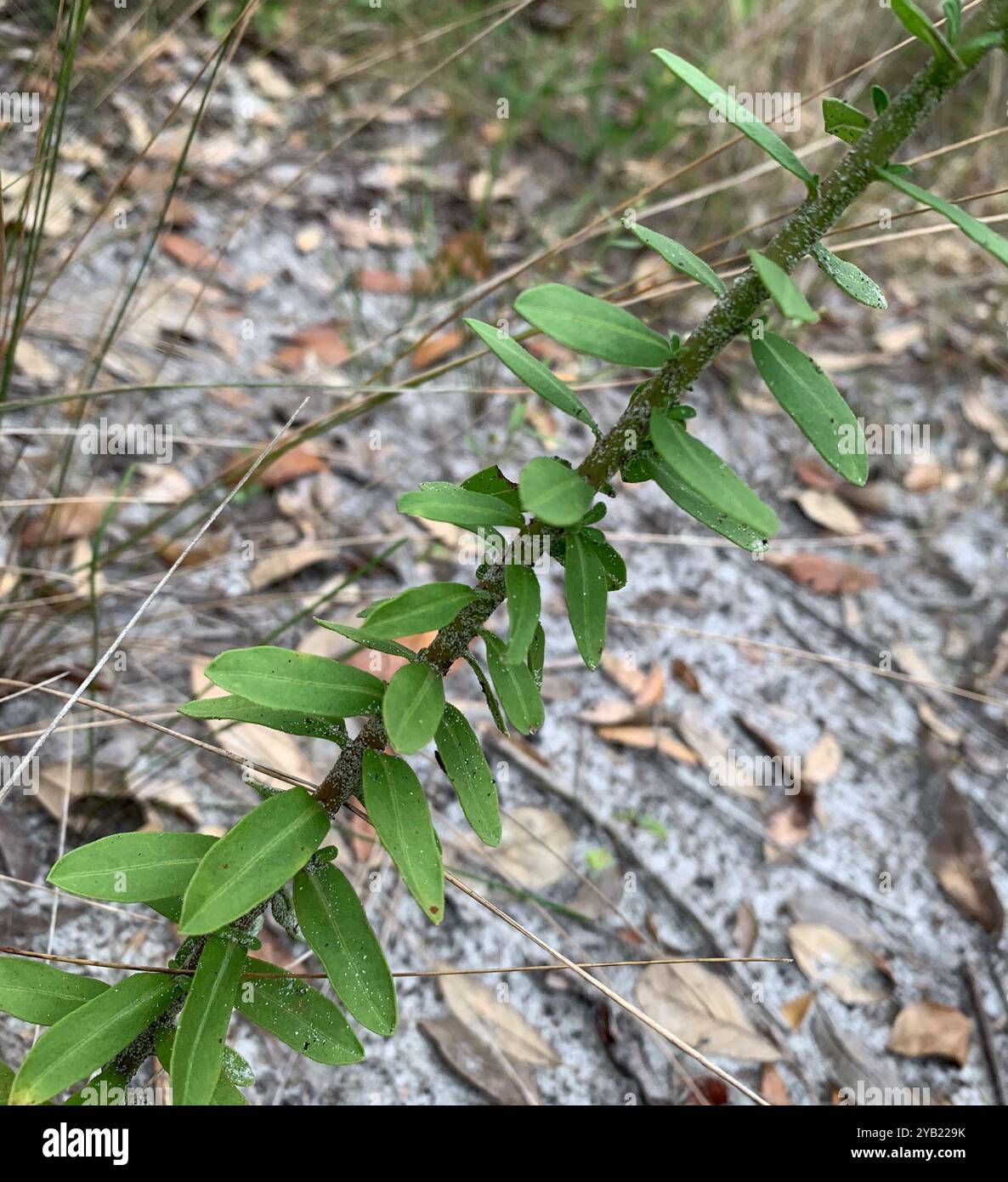 Coastalplain Goldenaster (Chrysopsis scabrella) Plantae Stock Photo - Alamy