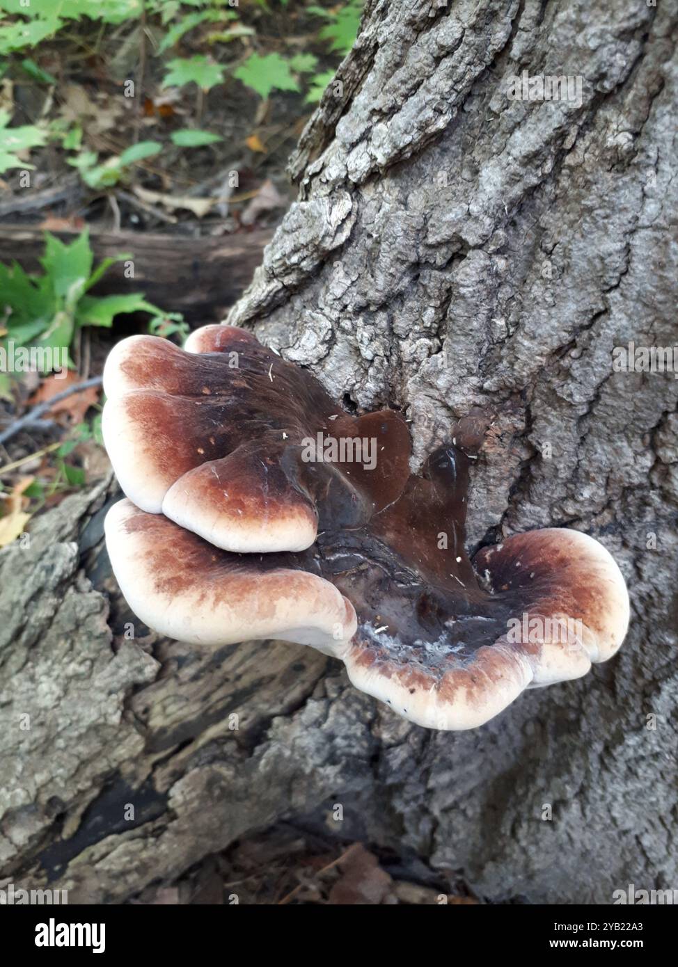 Resinous Polypore (Ischnoderma resinosum) Fungi Stock Photo - Alamy