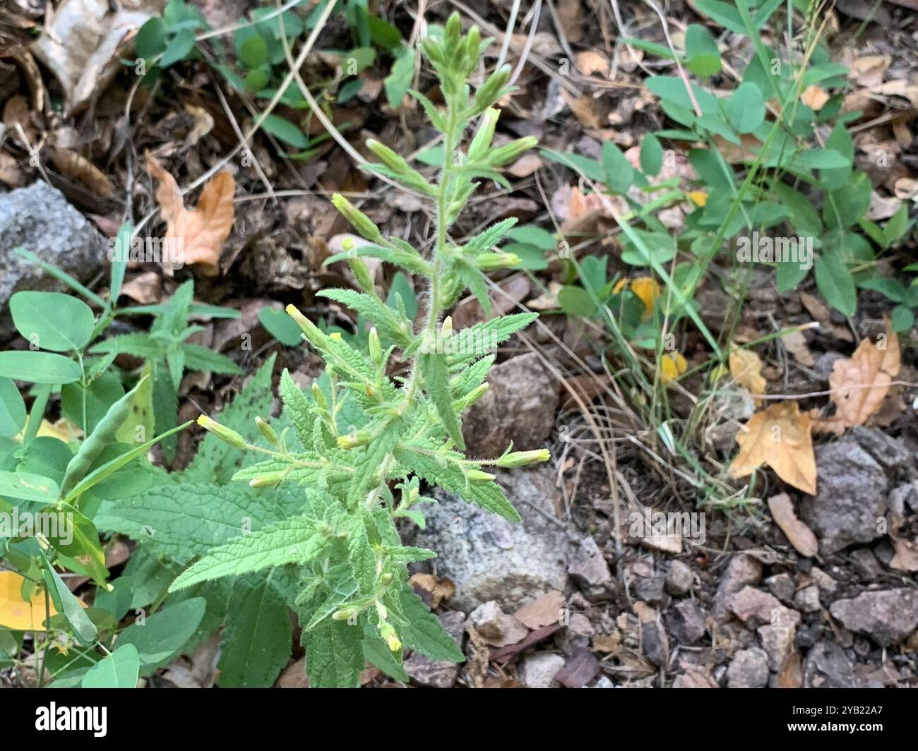 flowering plants (Angiospermae) Plantae Stock Photo - Alamy