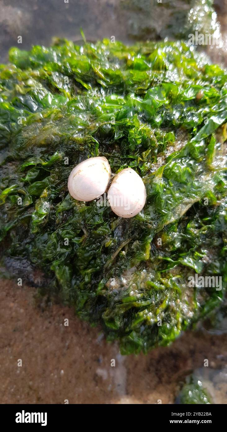 Baltic Macoma (Macoma balthica) Mollusca Stock Photo - Alamy