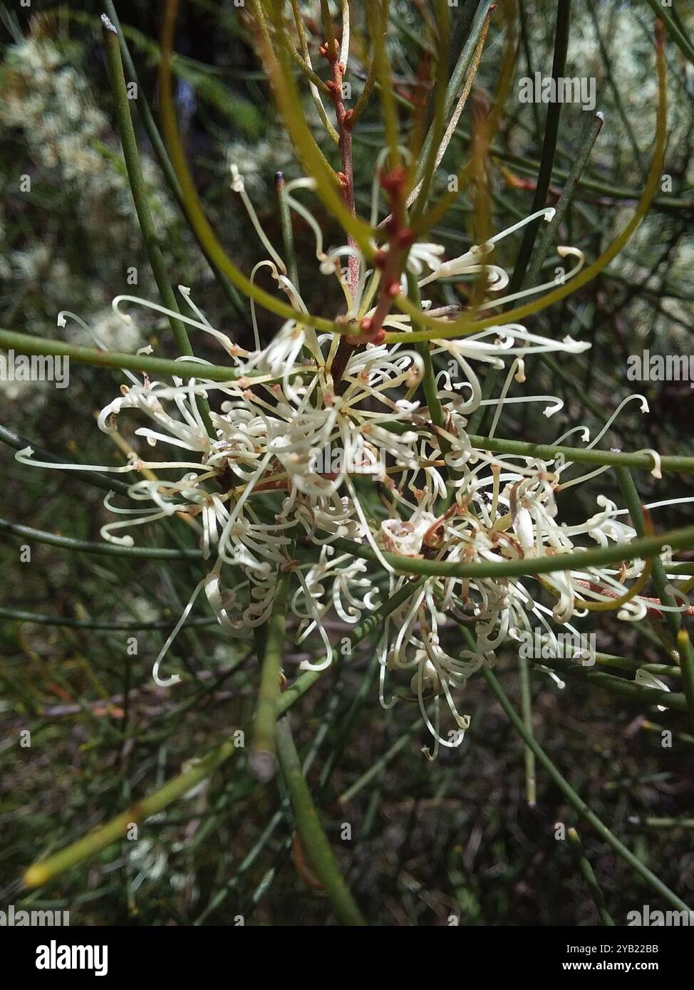 Beaked Hakea (Hakea rostrata) Plantae Stock Photo - Alamy