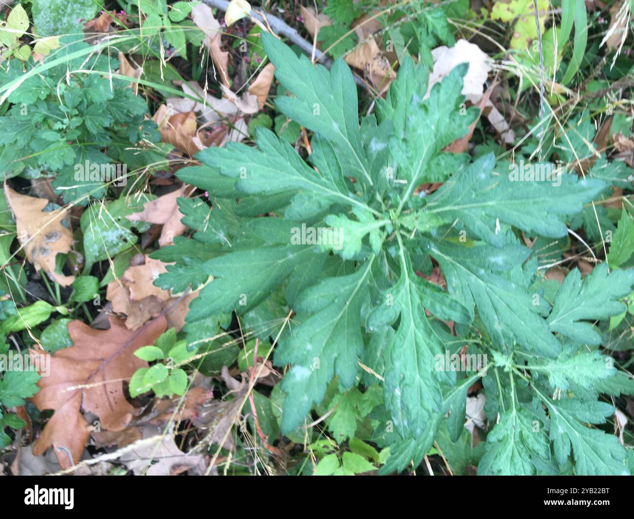 common mugwort (Artemisia vulgaris) Plantae Stock Photo - Alamy