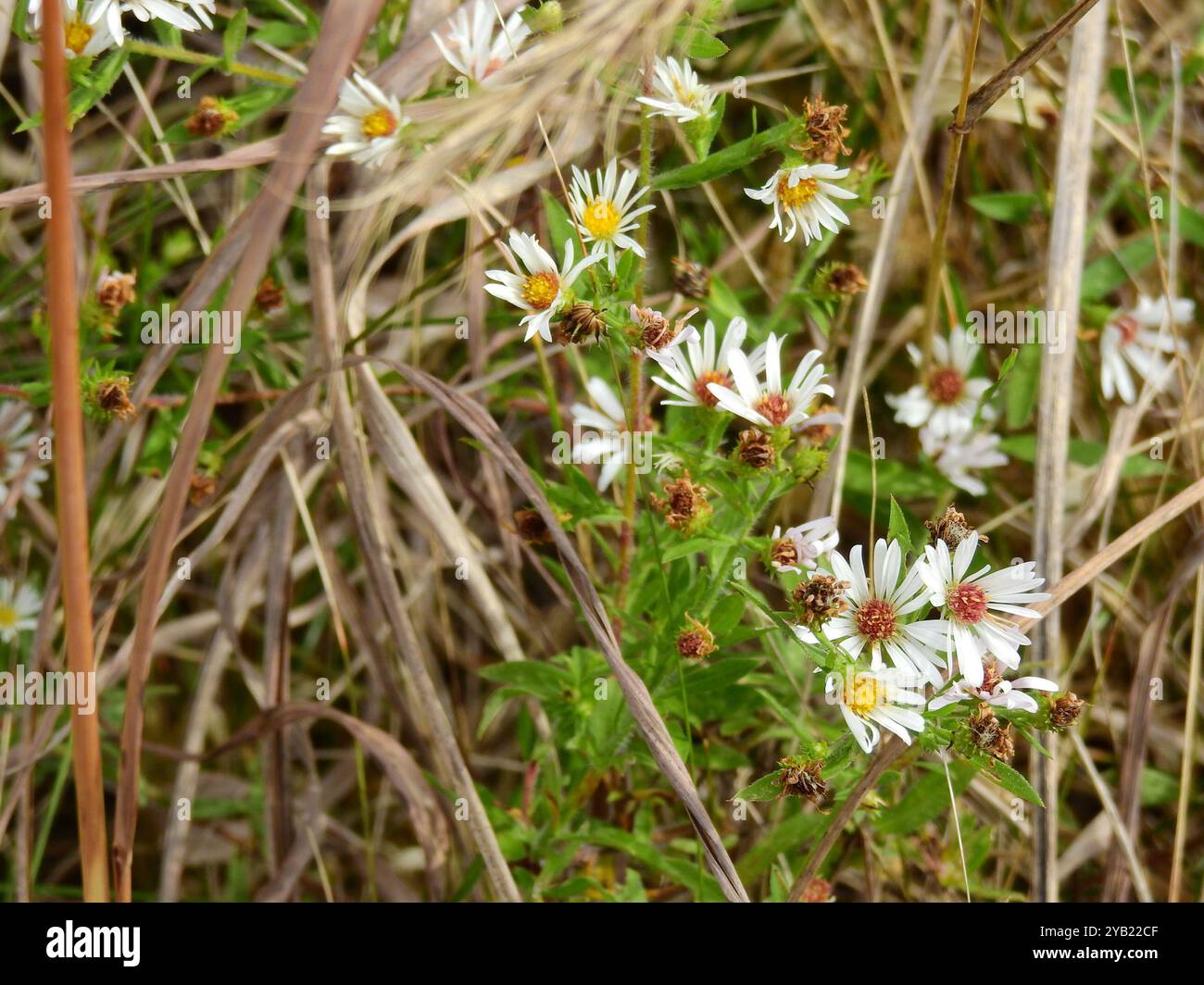 hairy white oldfield aster (Symphyotrichum pilosum) Plantae Stock Photo - Alamy