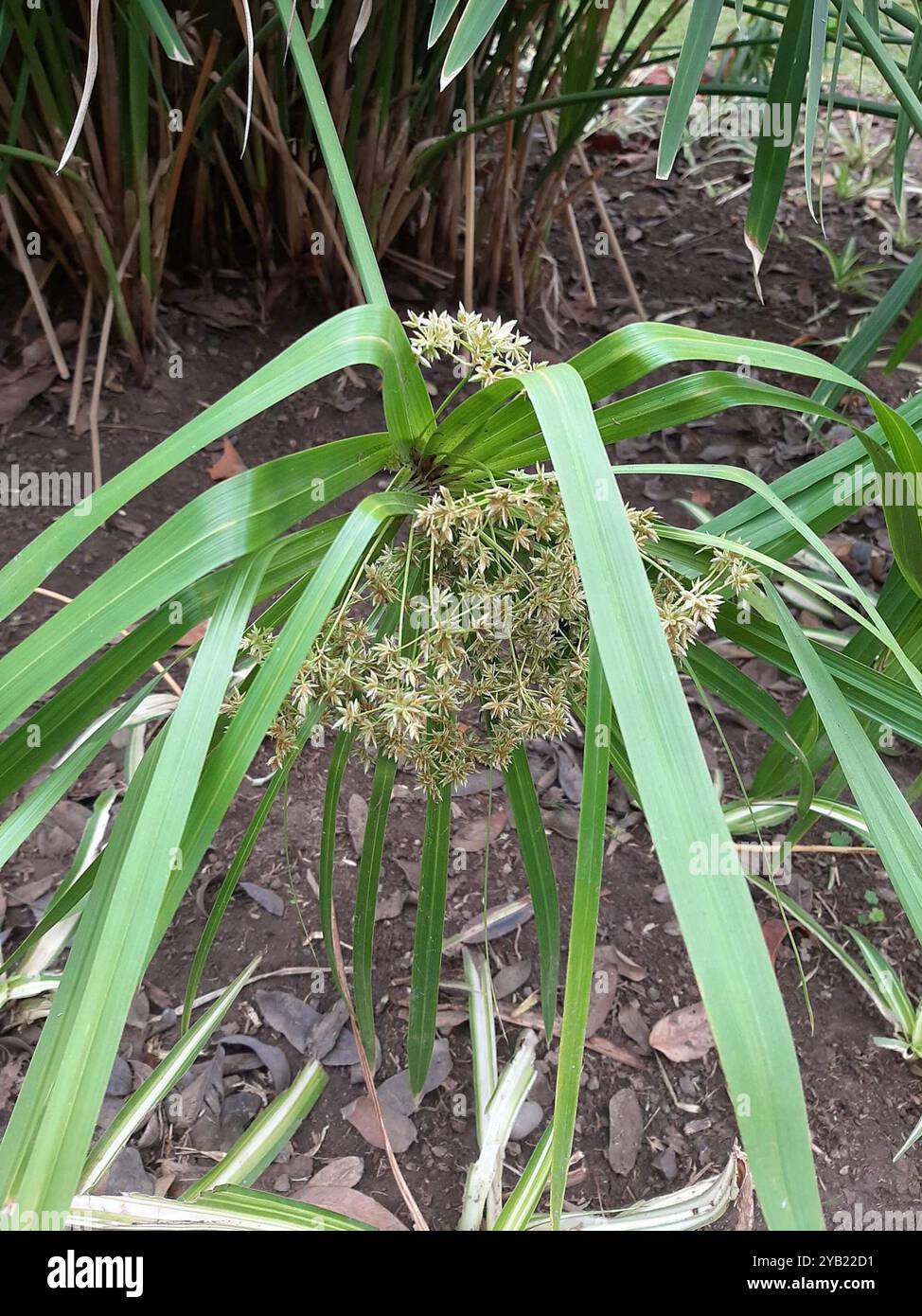 Umbrella Papyrus (Cyperus alternifolius) Plantae Stock Photo - Alamy