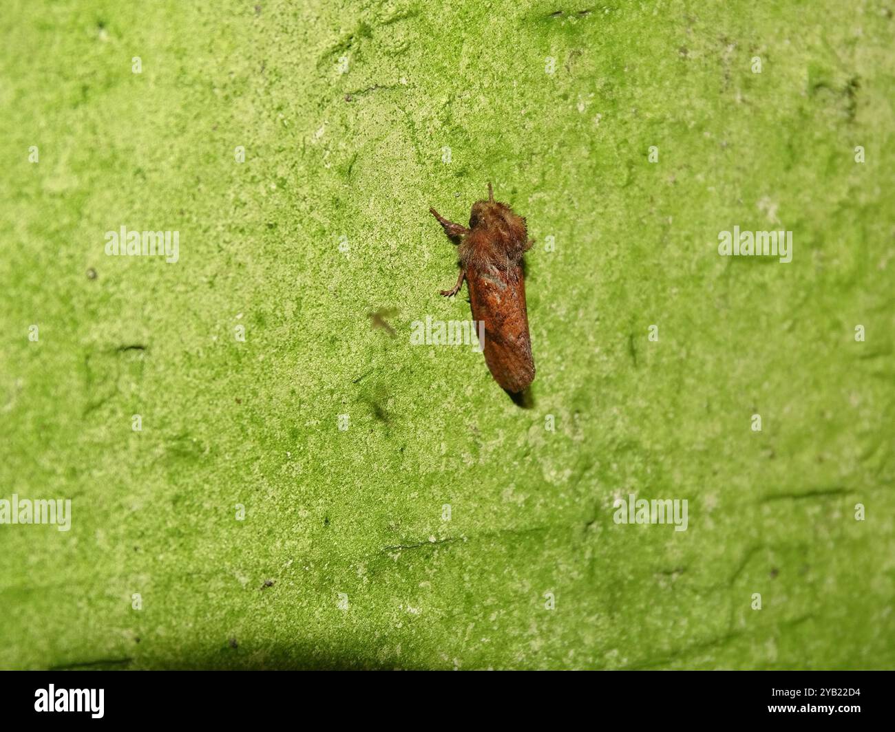 Eastern Grass Tubeworm Moth (Acrolophus plumifrontella) Insecta Stock ...