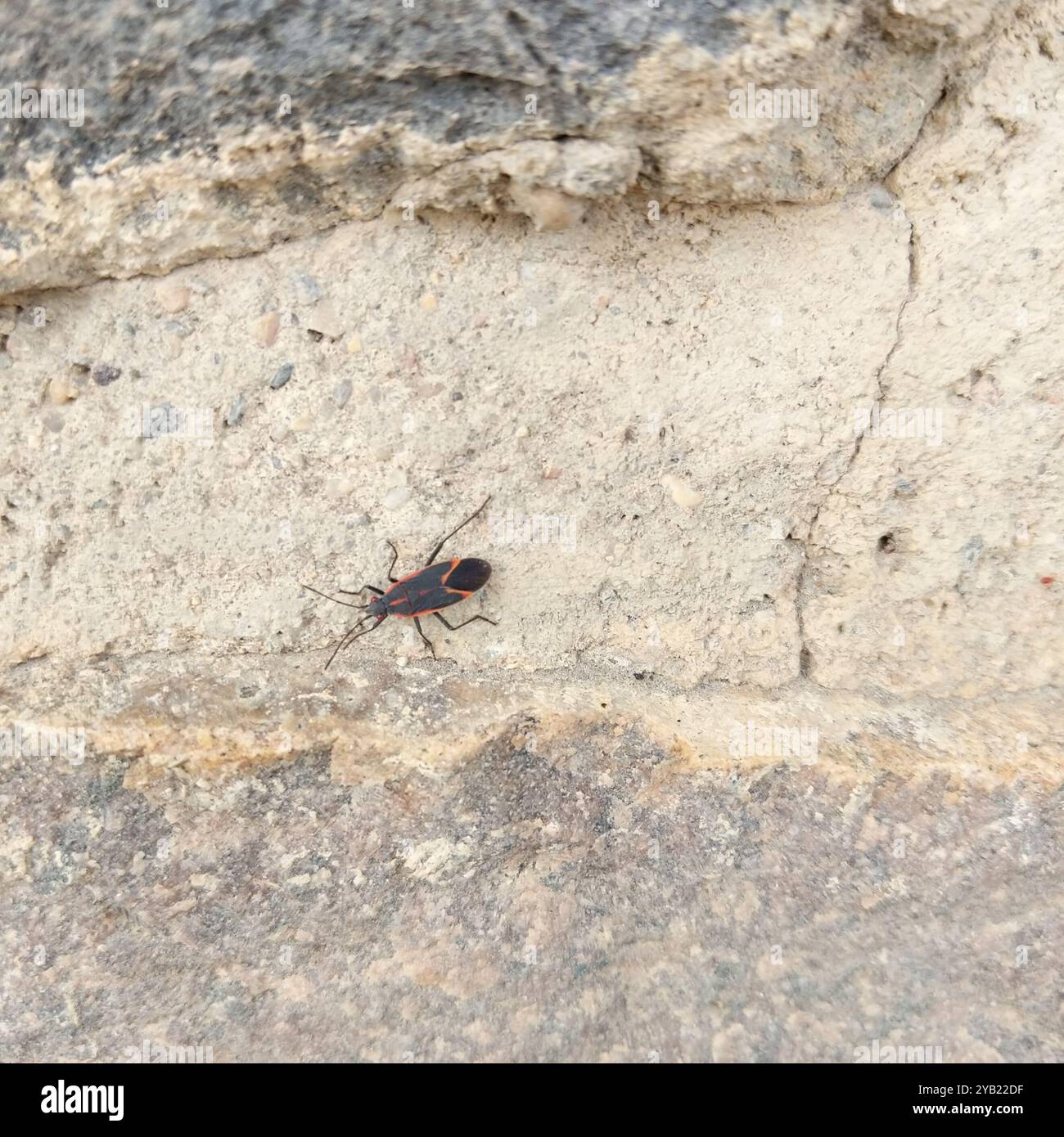 True Bugs, Hoppers, Aphids, and allies (Hemiptera) Insecta Stock Photo ...