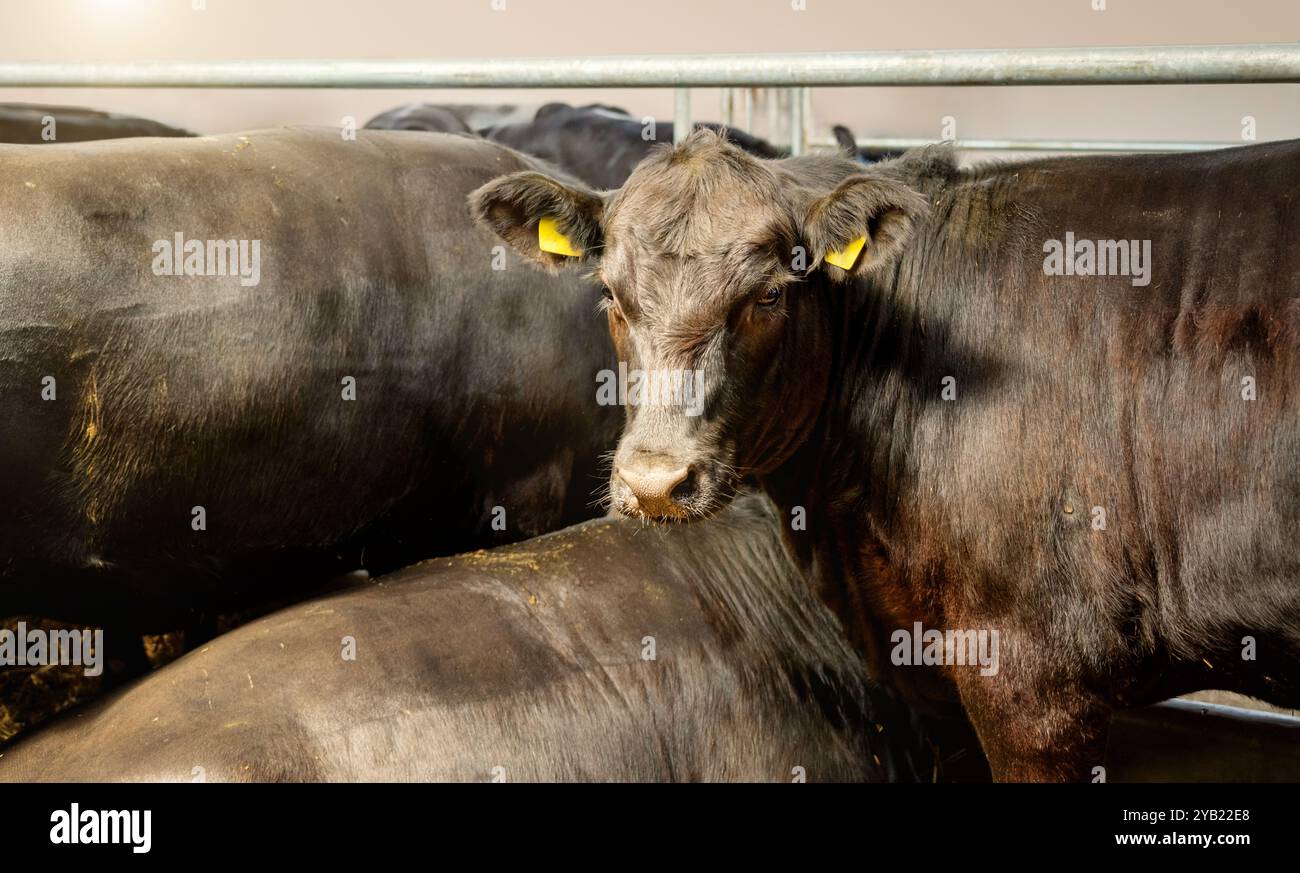 Cutting agricultural methane emissions. Livestock’s carbon footprint ...