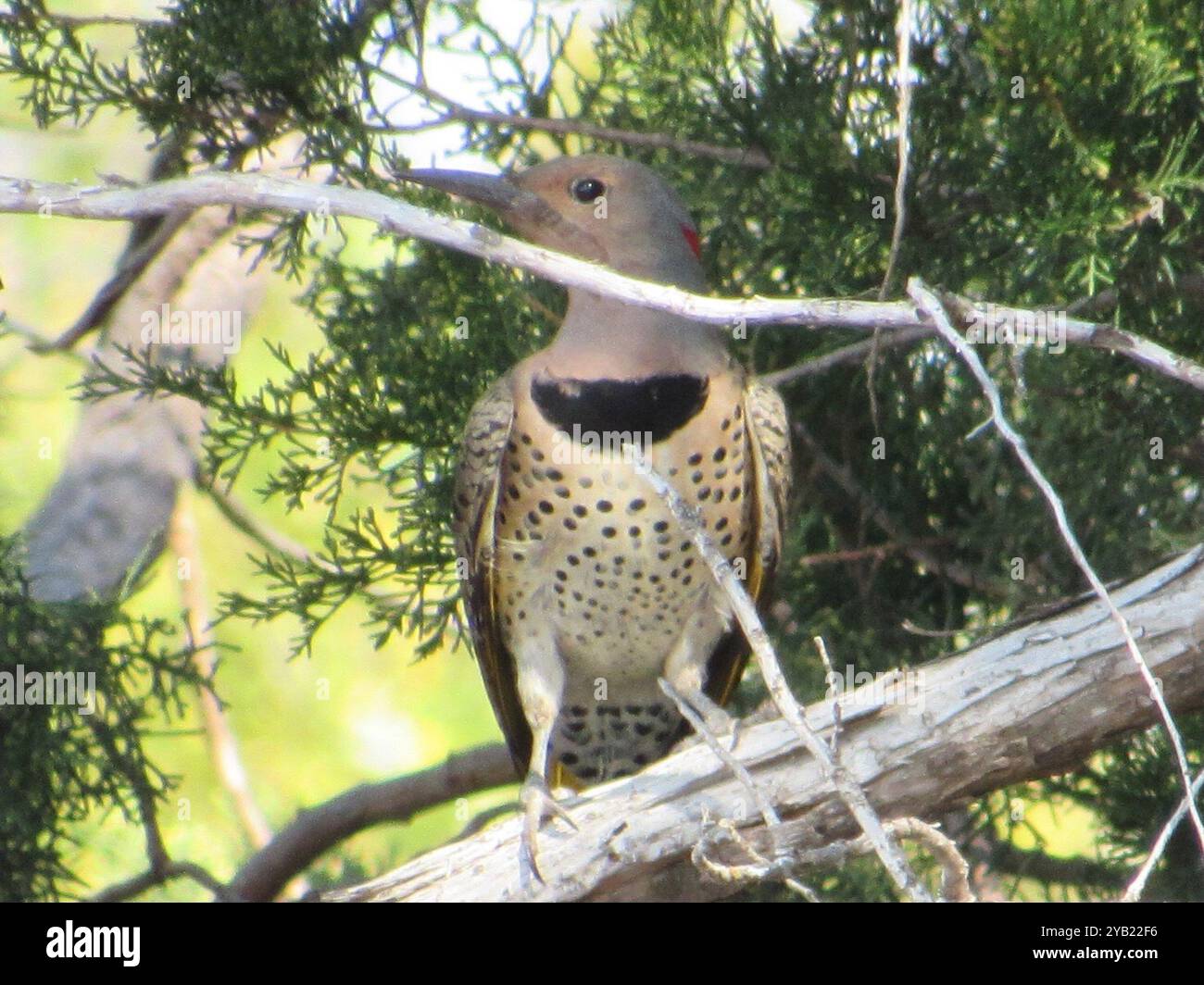 Northern Flicker (Colaptes auratus) Aves Stock Photo - Alamy