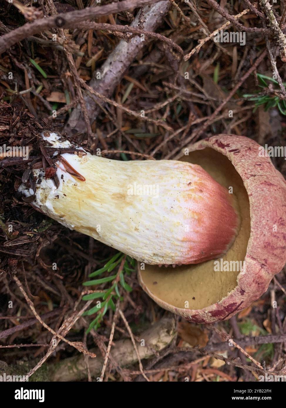 Smith's Bolete (Boletus smithii) Fungi Stock Photo - Alamy