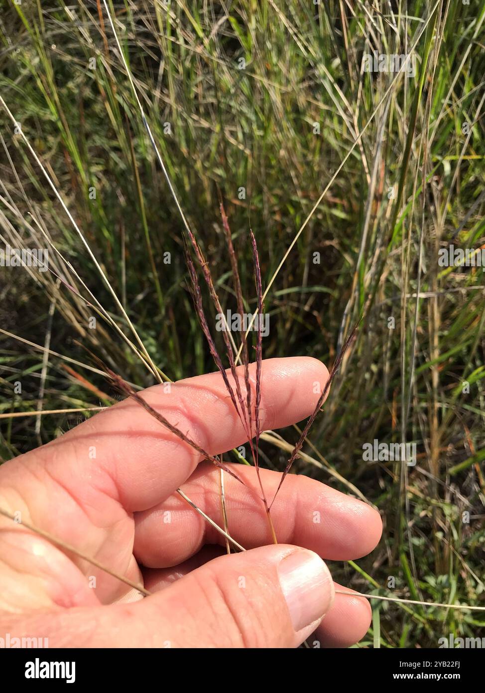 King Ranch bluestem (Bothriochloa ischaemum) Plantae Stock Photo - Alamy
