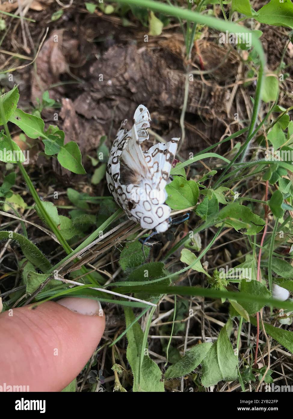 Giant Leopard Moth (Hypercompe scribonia) Insecta Stock Photo - Alamy