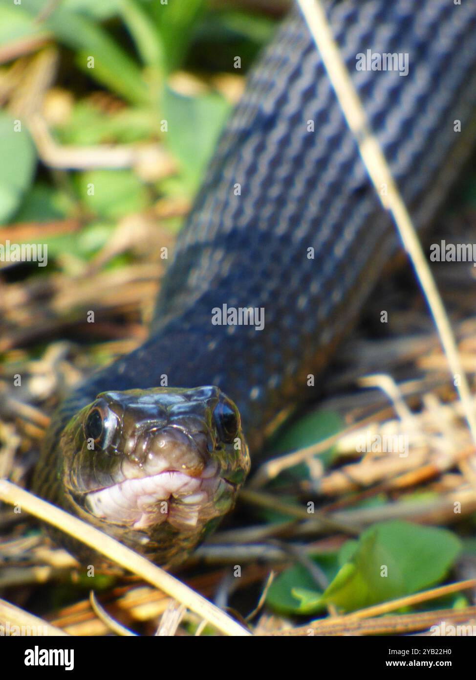 North American Racer (Coluber constrictor) Reptilia Stock Photo - Alamy