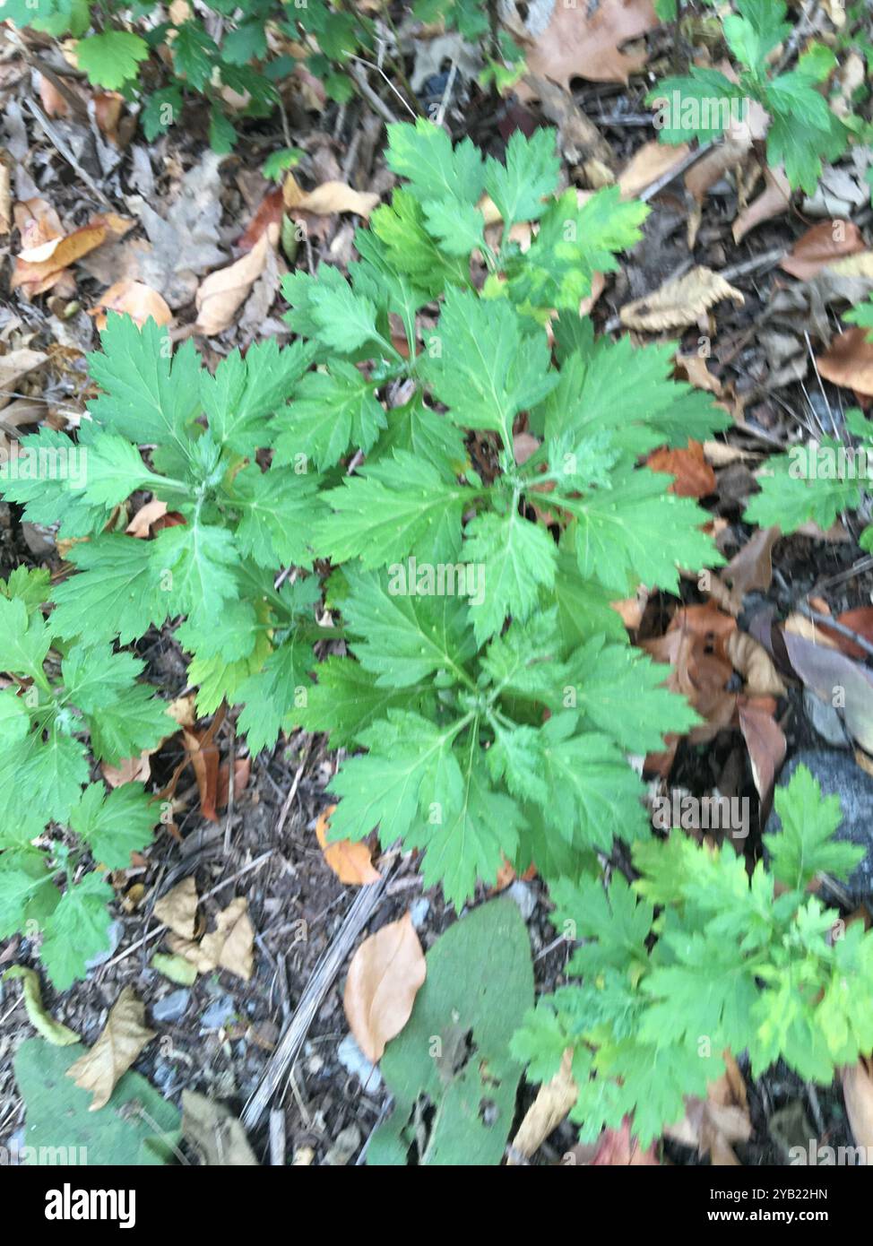 common mugwort (Artemisia vulgaris) Plantae Stock Photo - Alamy