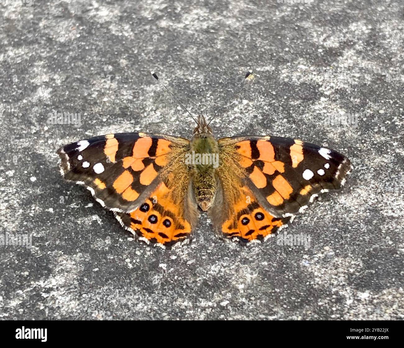 Vanessa carye hi-res stock photography and images - Alamy