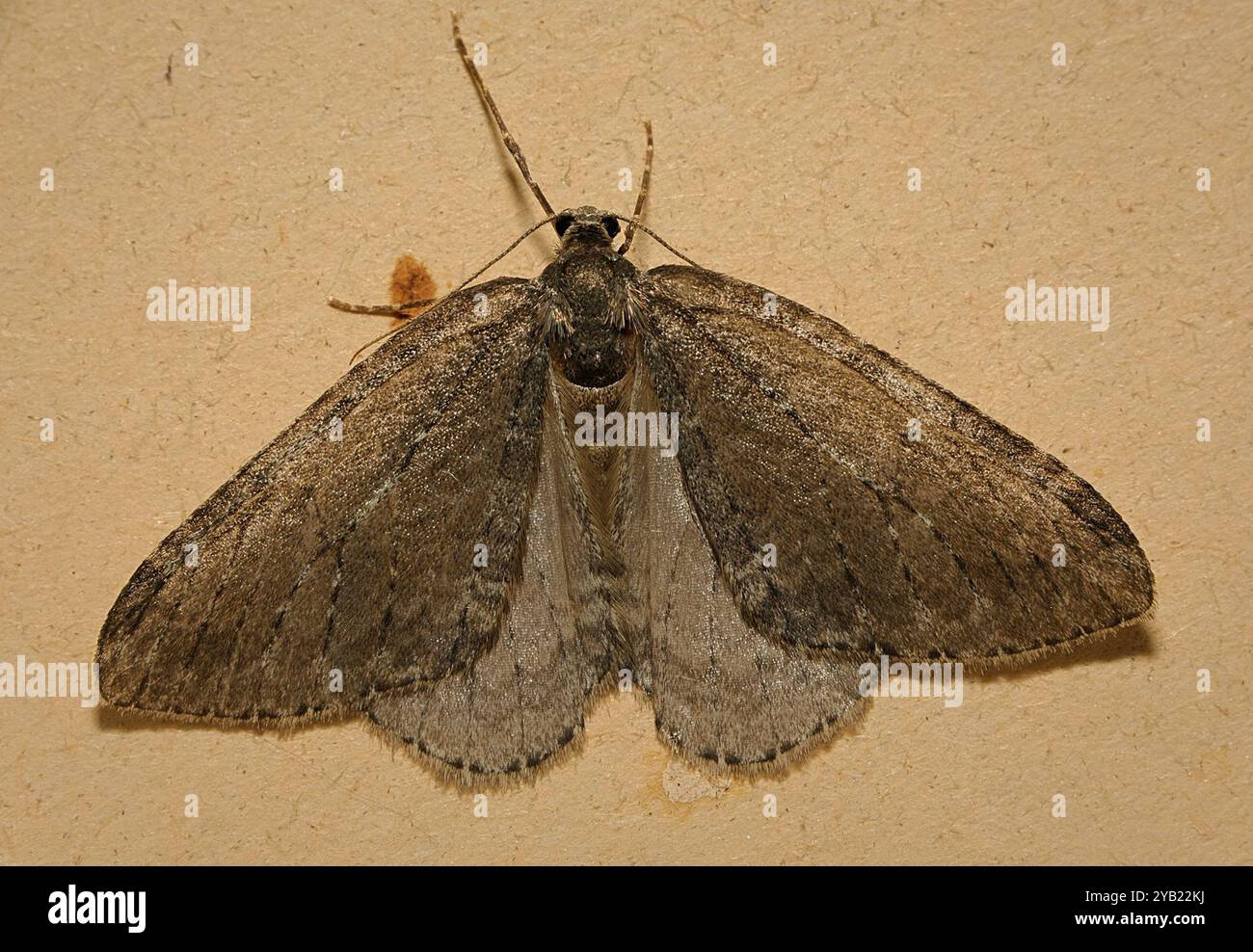 November Moth (Epirrita dilutata) Insecta Stock Photo - Alamy