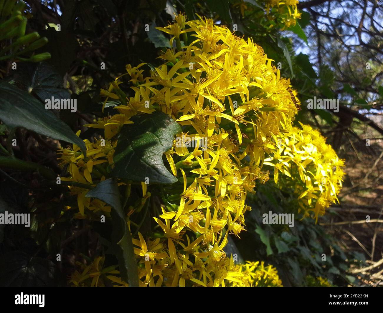 Canary creeper (Senecio tamoides) Plantae Stock Photo - Alamy