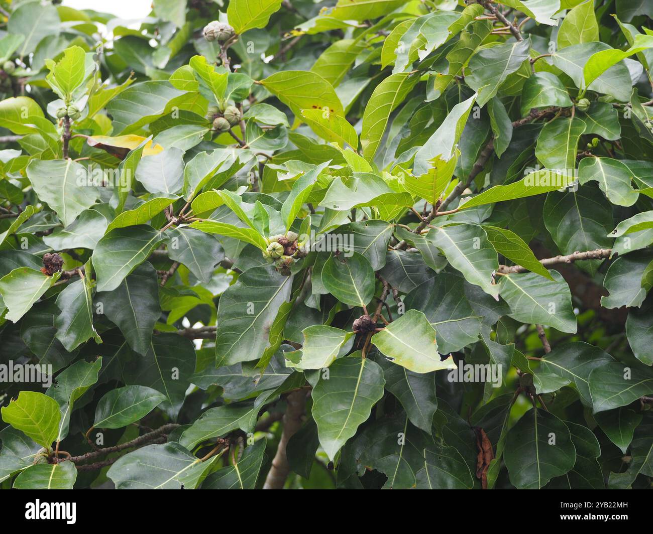 Hauili fig tree (Ficus septica) Plantae Stock Photo - Alamy