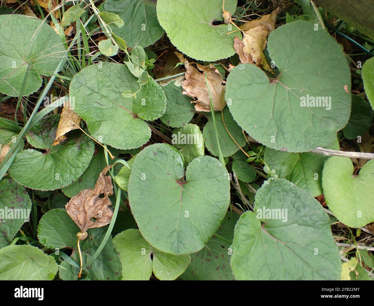 Winter Heliotrope (Petasites pyrenaicus) Plantae Stock Photo - Alamy