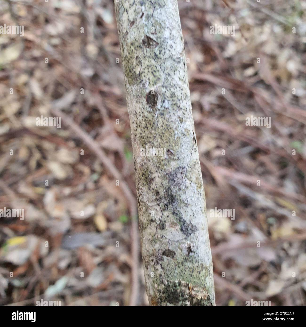 Cheese Tree (Glochidion ferdinandi) Plantae Stock Photo - Alamy