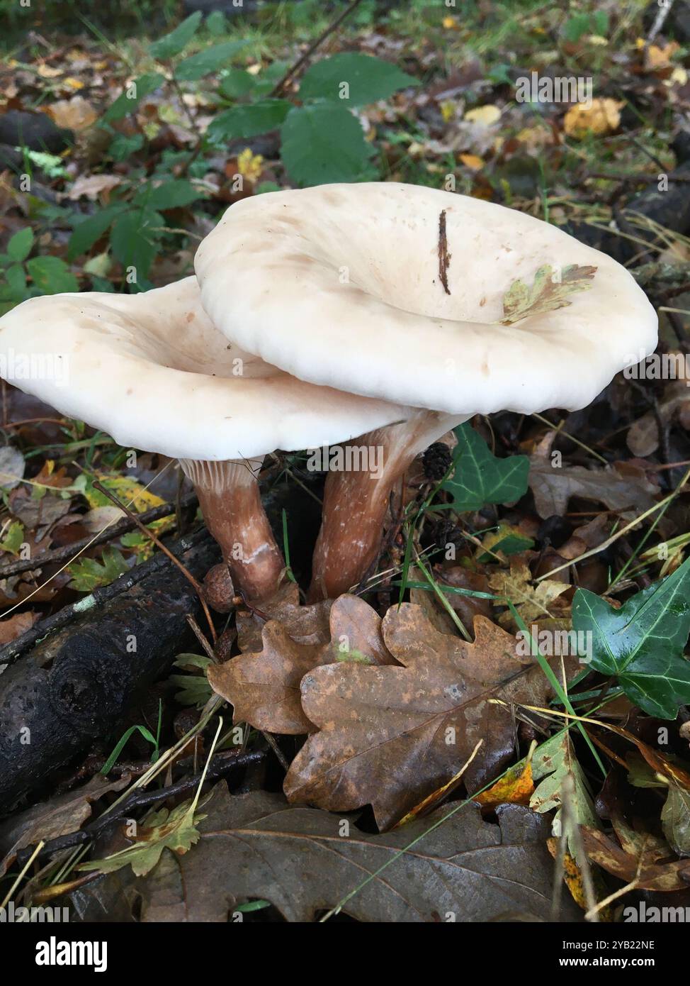 Cloudy Clitocybe (Clitocybe nebularis) Fungi Stock Photo - Alamy
