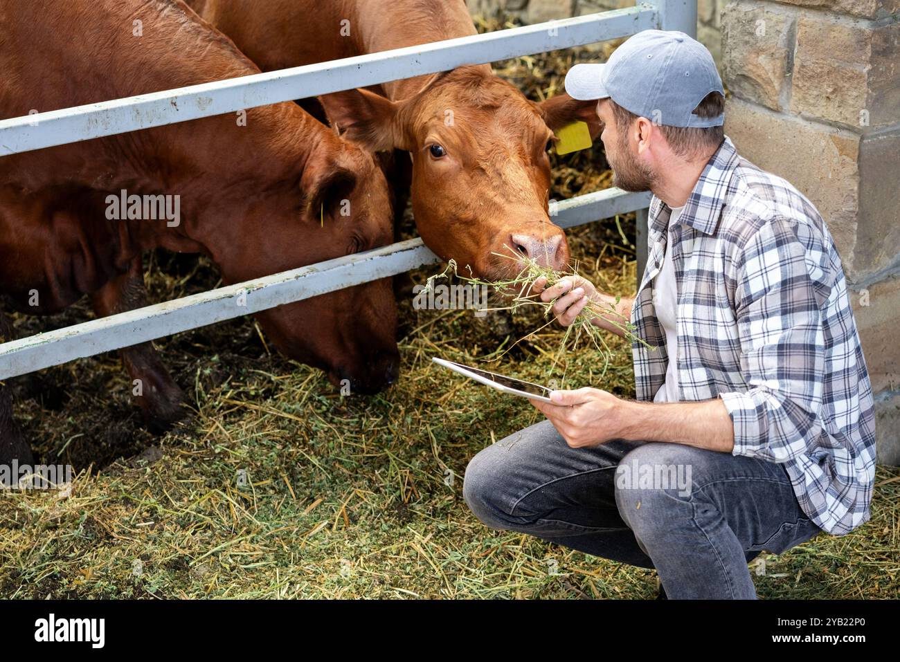 Farmer feeds low-methane forage to a cow at a livestock and records the ...