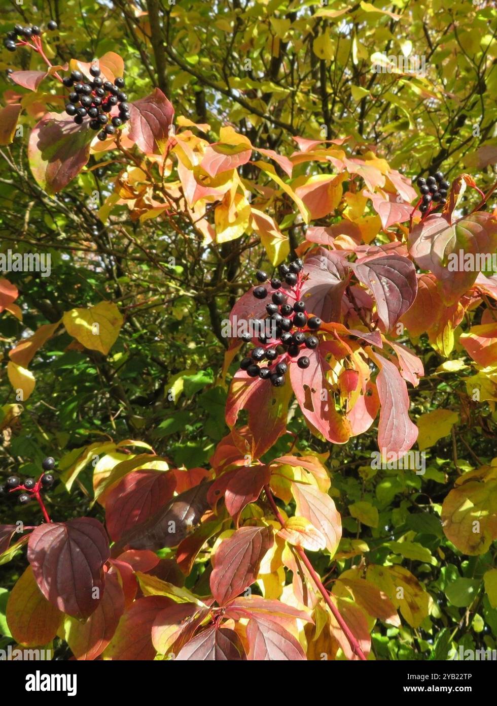 common dogwood (Cornus sanguinea) Plantae Stock Photo - Alamy