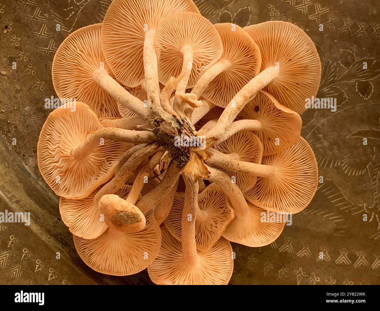 Ringless Honey Mushroom (Desarmillaria caespitosa) Fungi Stock Photo ...