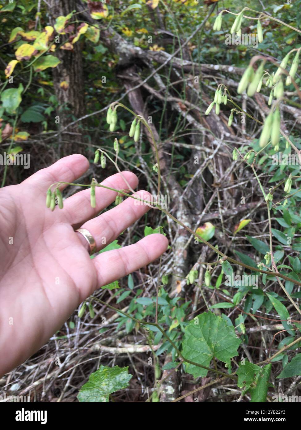 rattlesnake roots (Nabalus) Plantae Stock Photo - Alamy