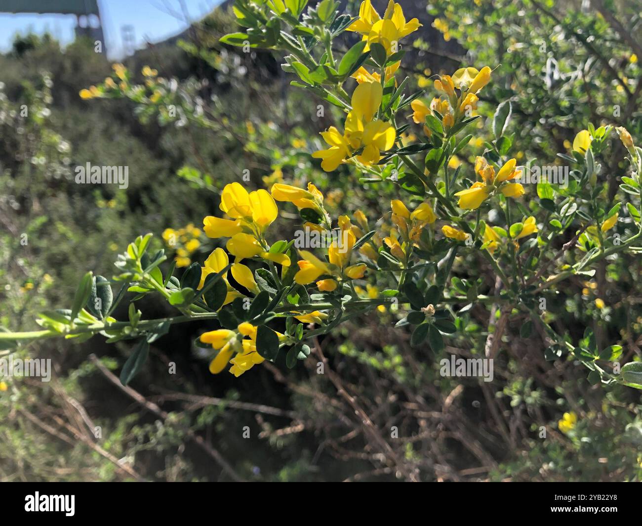 French broom (Genista monspessulana) Plantae Stock Photo - Alamy