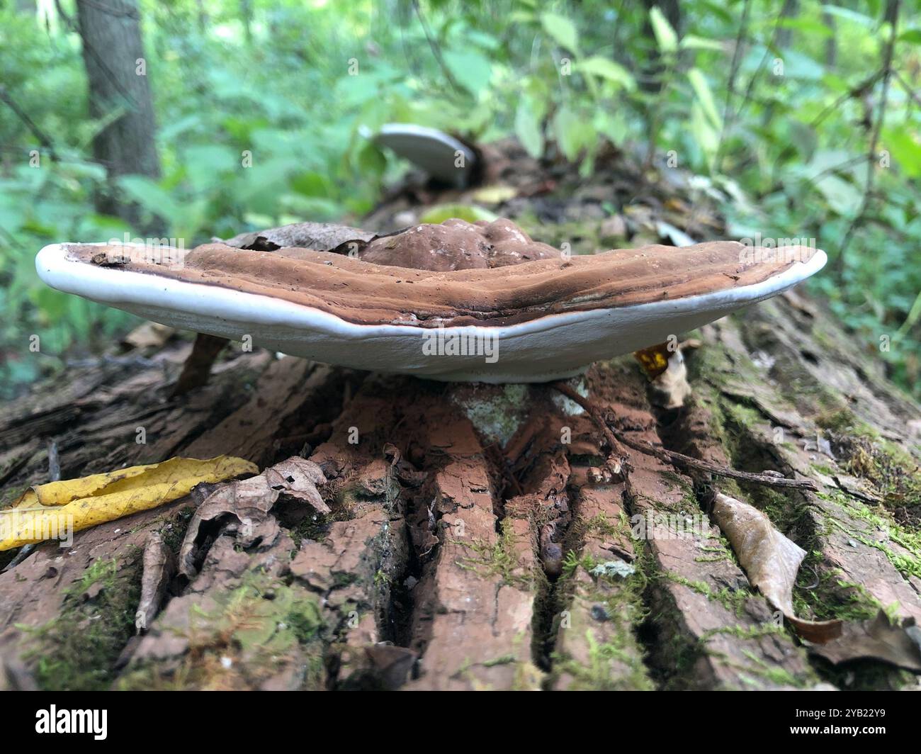 artist's bracket (Ganoderma applanatum) Fungi Stock Photo - Alamy